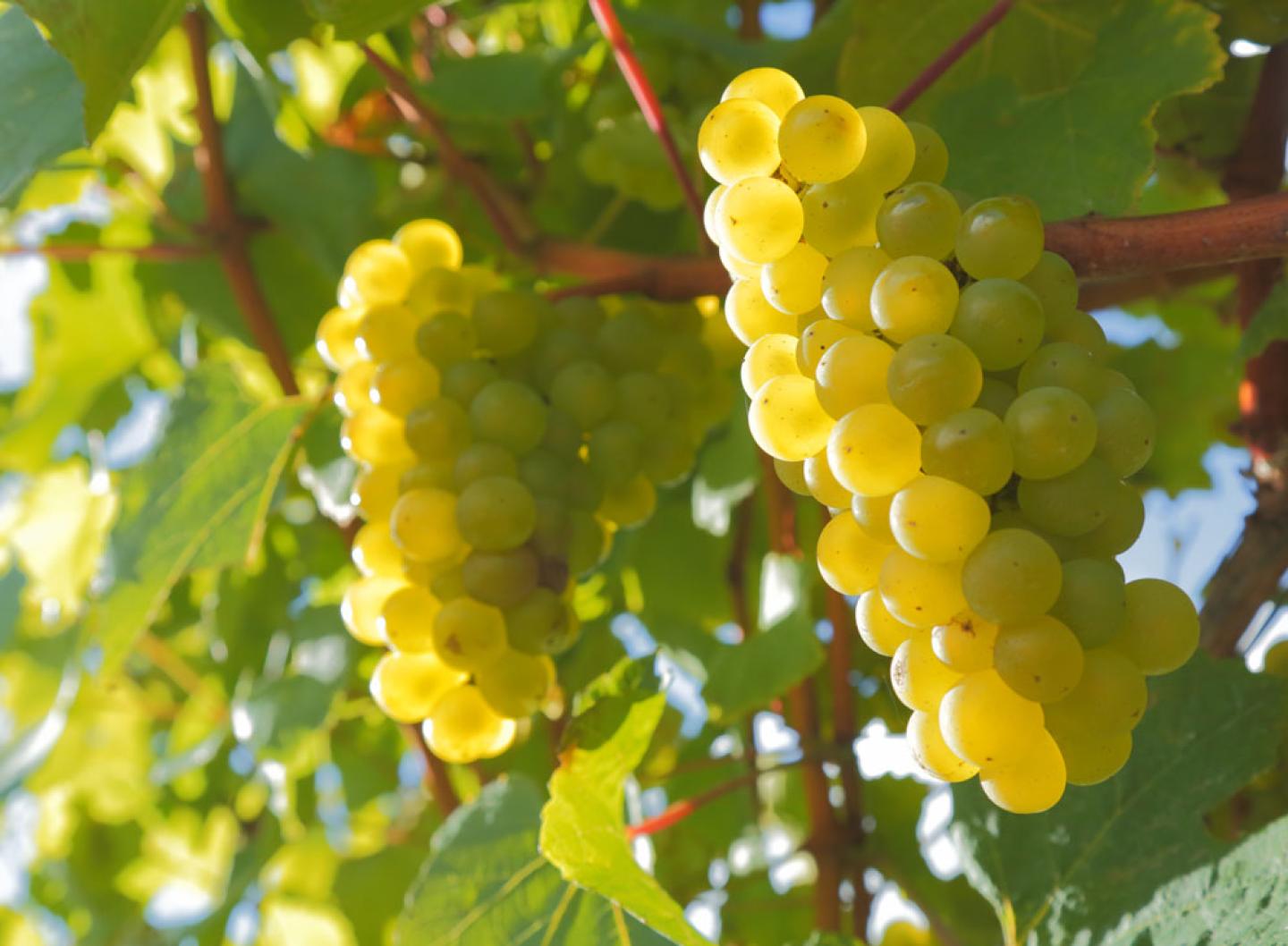 Wine Food Standards Agency Wine Food Standards Agency